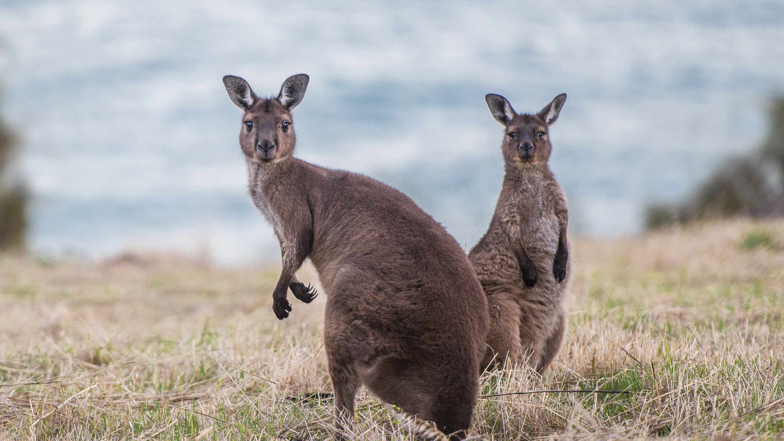 Kangaroo Island | Penneshaw Pub